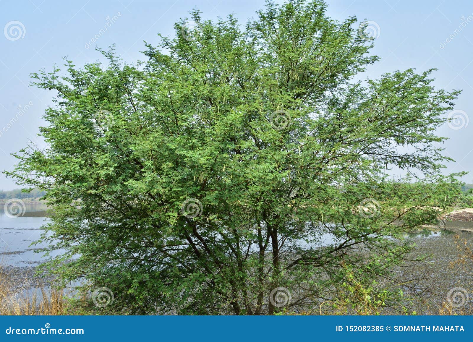 Indian Gum Arabic Acacia Babul or Babool Tree beside a Lake Used for ...