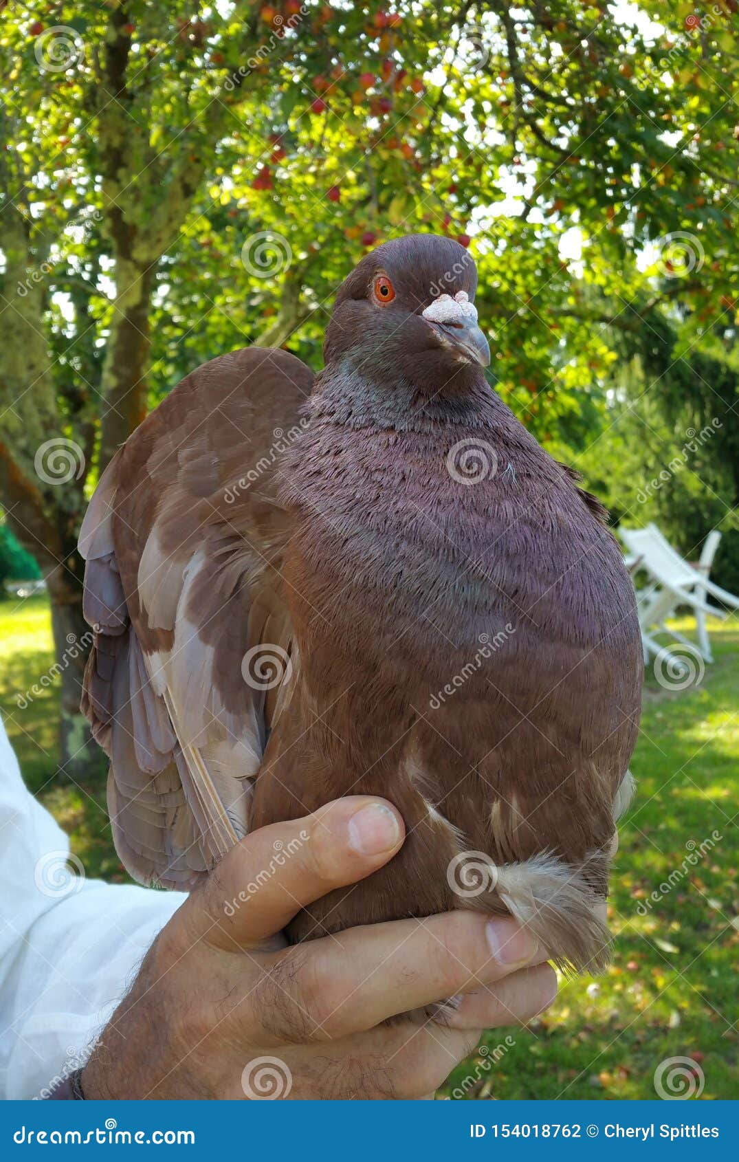 Close Up of French Brown Mondain Edible Breed of Pigeon Held in Hand by ...