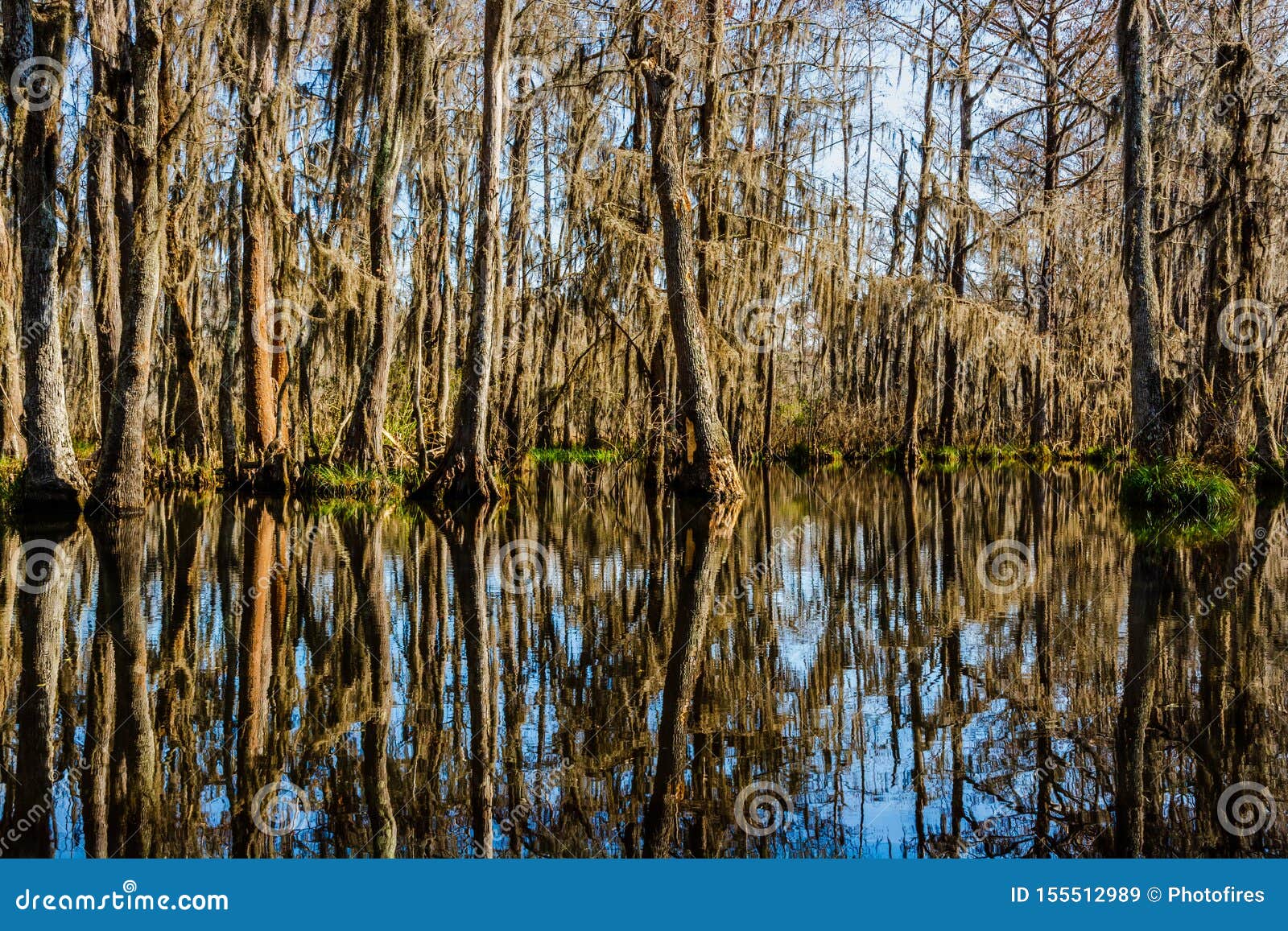 Cypress Tree Trunks and Their Water Reflections in the Swamps Near New ...