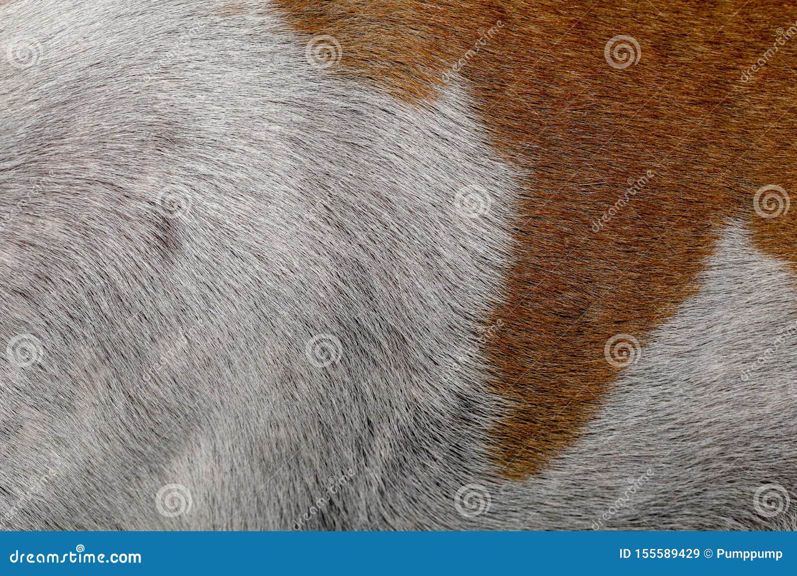 Close Up Brown and White Dog Skin for Texture and Pattern 库存图片 - 图片 包括有 ...