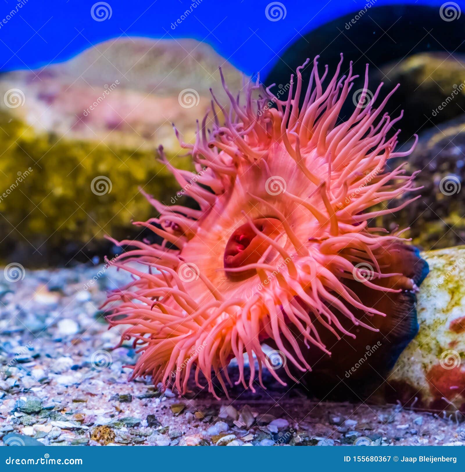 Beautiful Closeup of a Beadlet Sea Anemone, Tropical Water Animal ...
