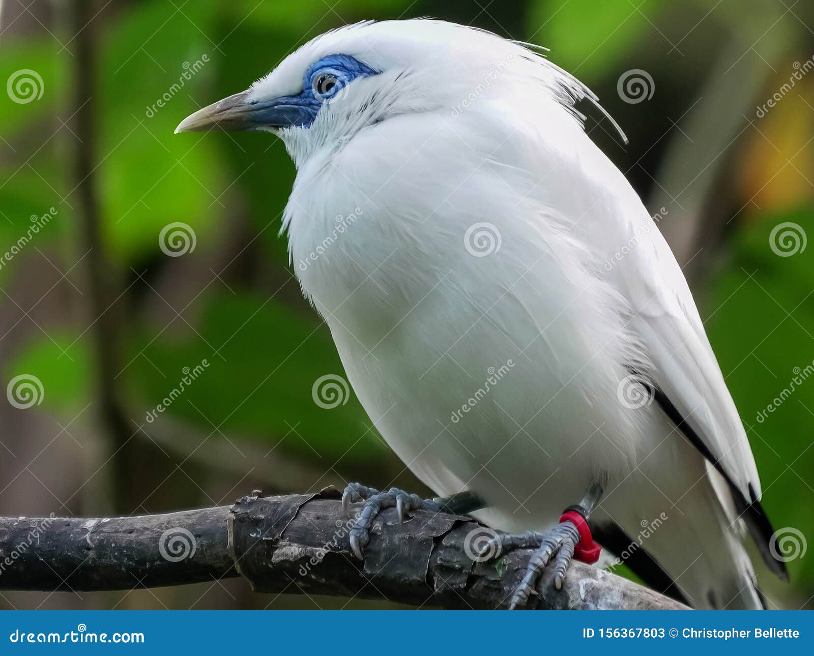 Close Up of a Balinese Starling in Bali Stock Afbeelding - Image of ...