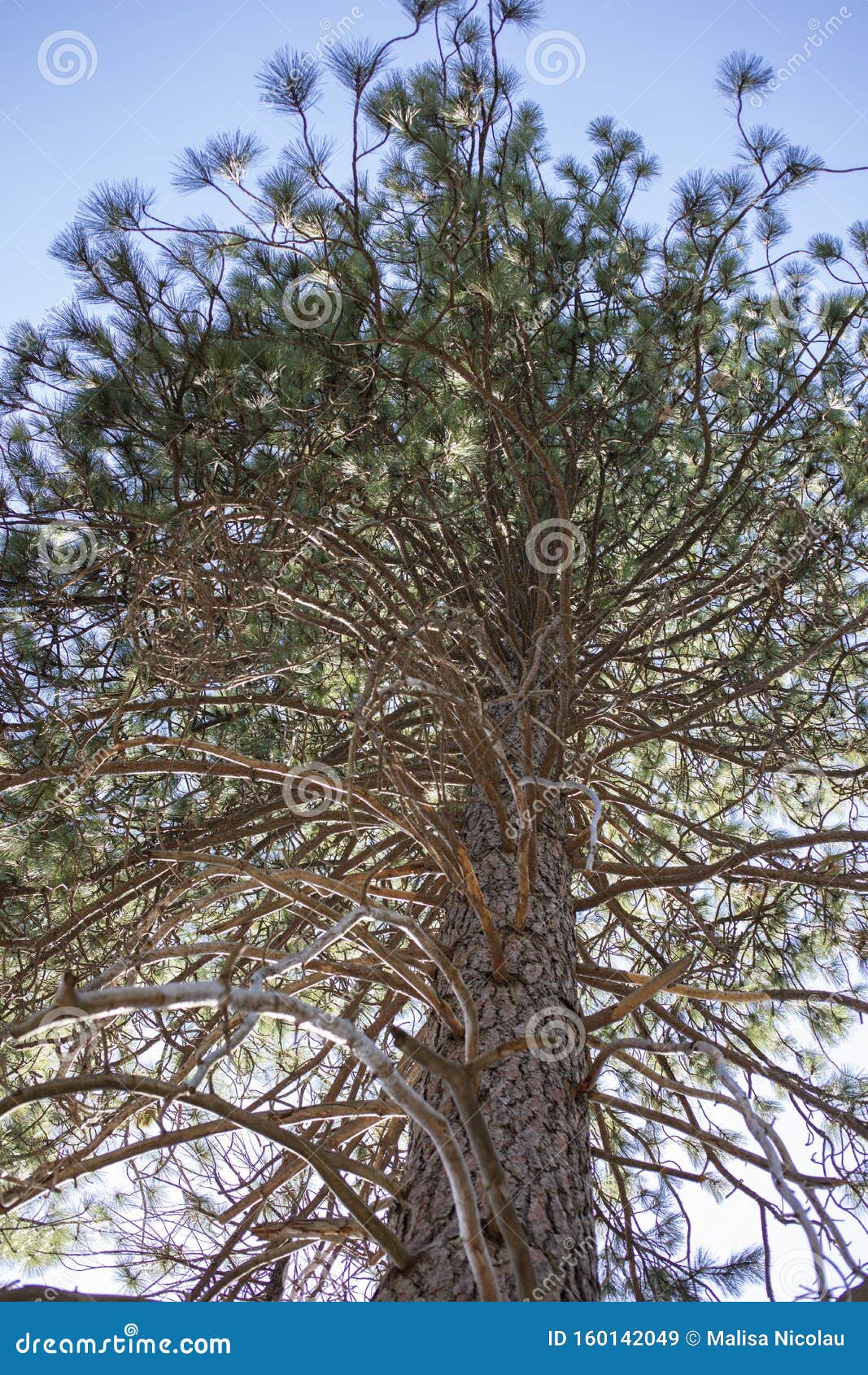 Skyward View through Pine Tree Branches in Yosemite Immagine Stock ...