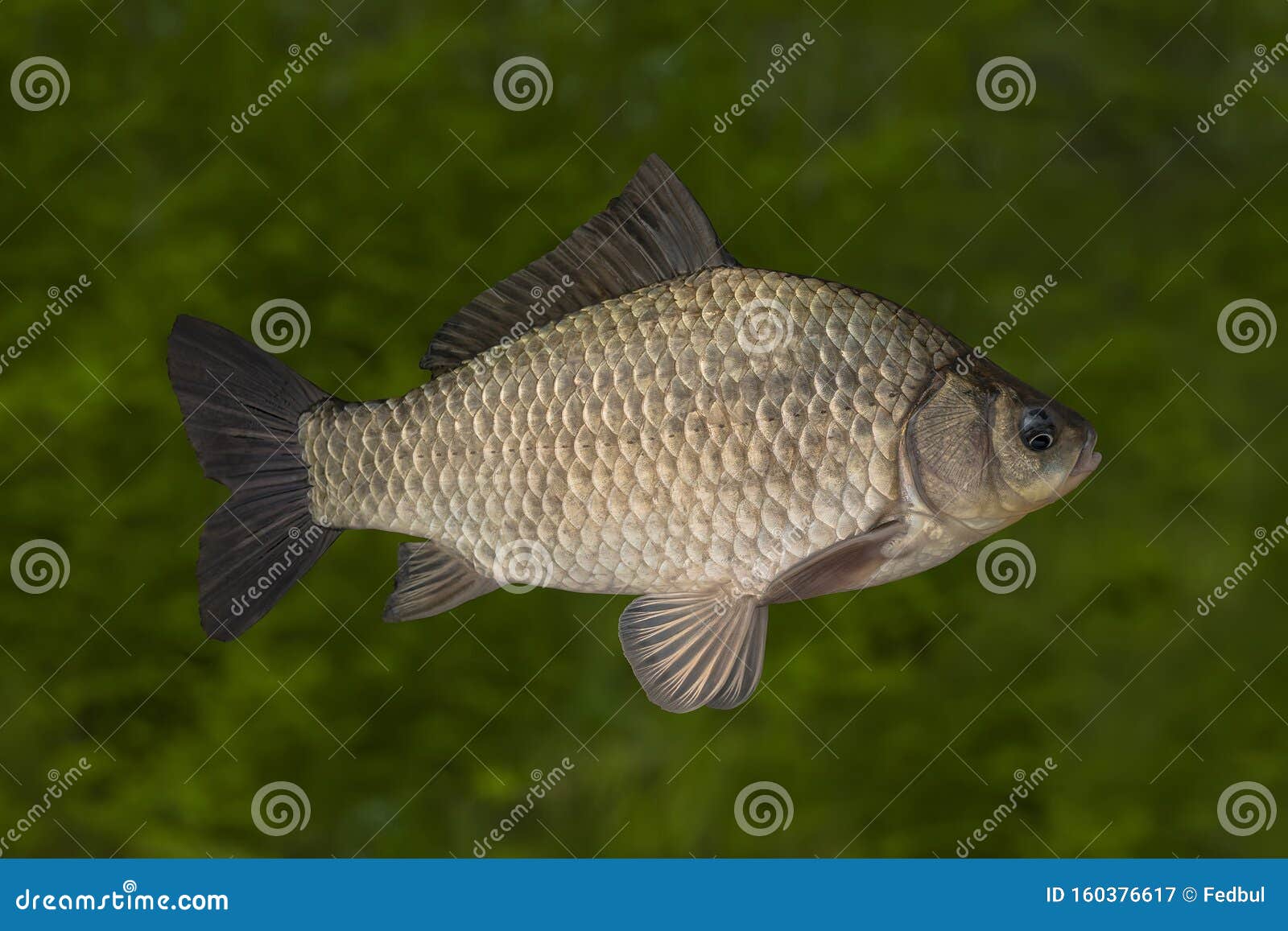 Live Crucian Carp Fish with Flowing Fins Isolated on Natural Green ...