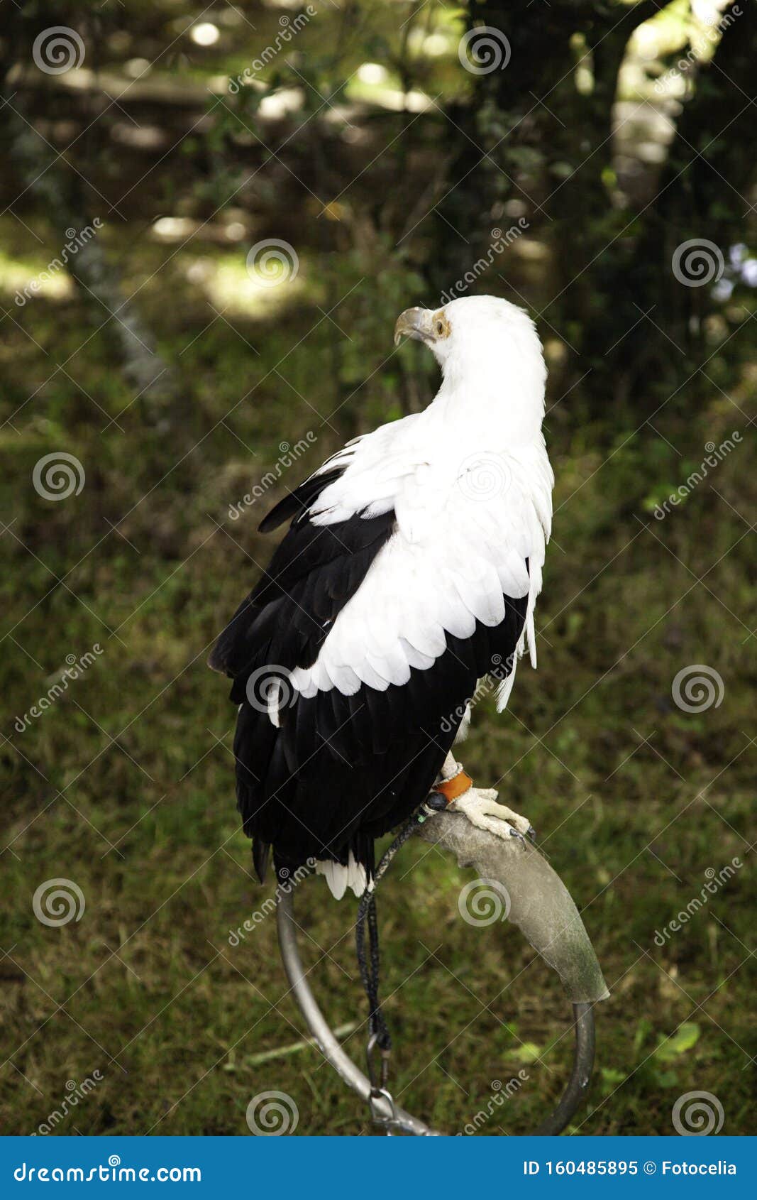 Wild Royal Eagle fotografering för bildbyråer. Bild av örn - 160485895