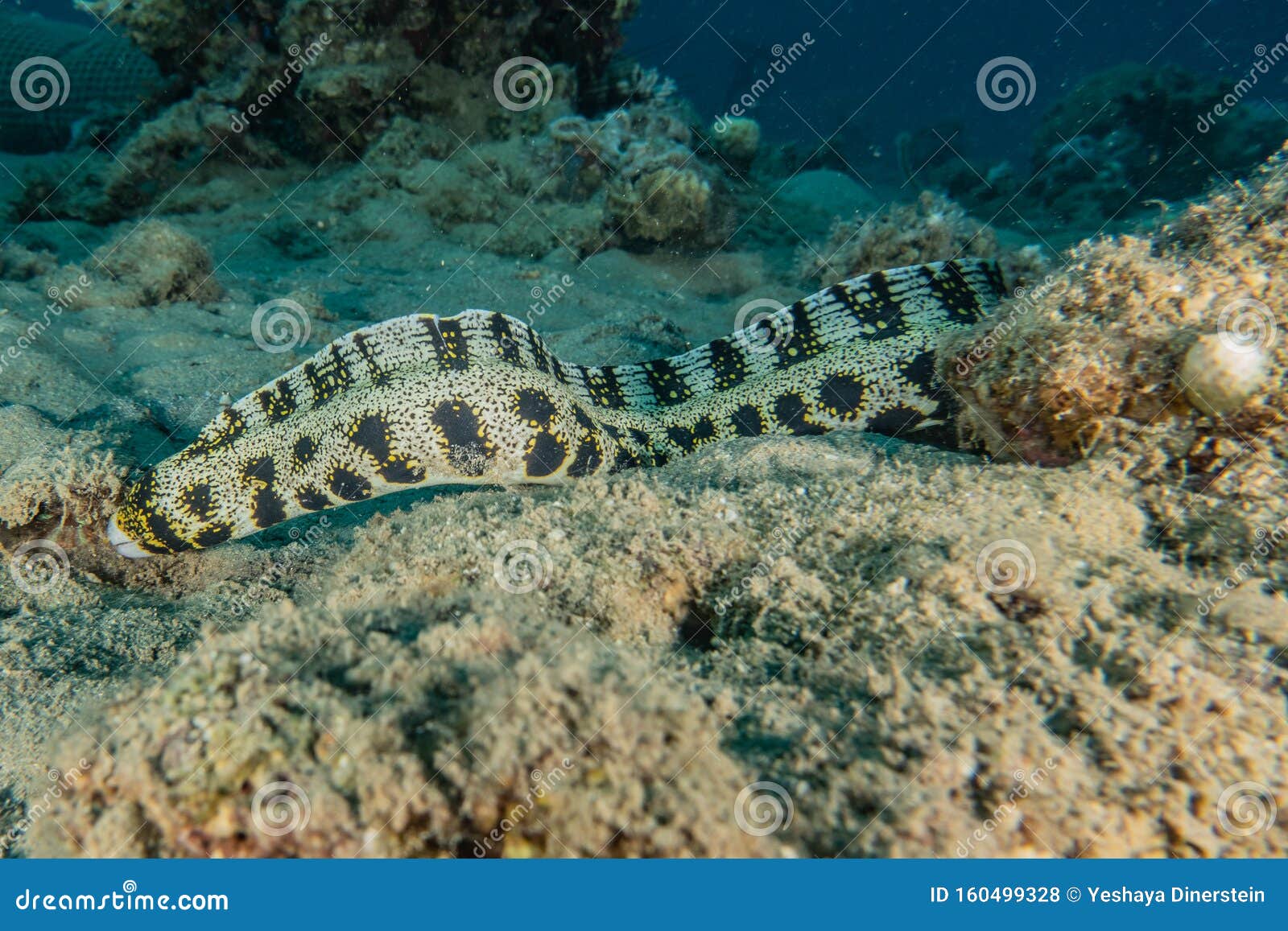 Tiger Snake Eel in the Red Sea Arkivfoto - Bild av härlig, curacao ...