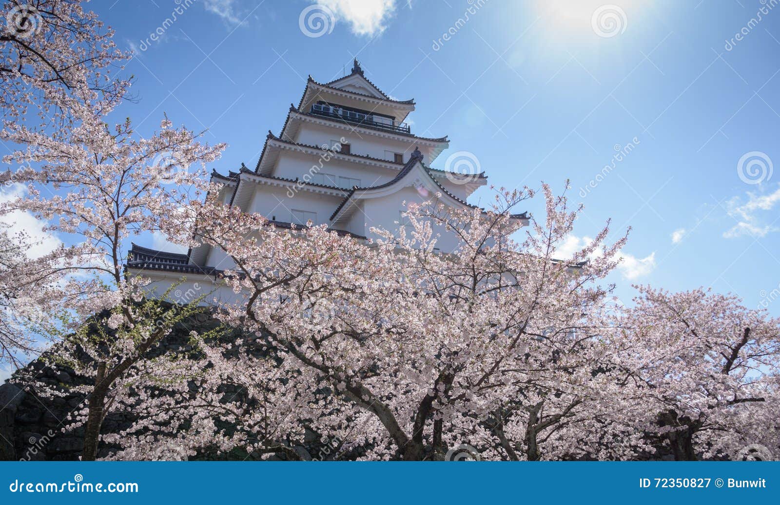 Tsuruga Castle Surrounded by Hundreds of Sakura Trees 库存图片 - 图片 包括有 遗产 ...