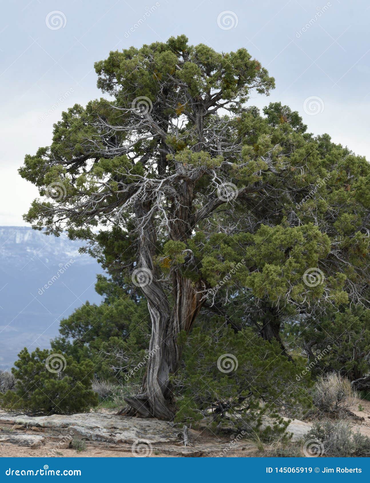A Common Juniper Tree stock afbeelding. Image of genaturaliseerd ...