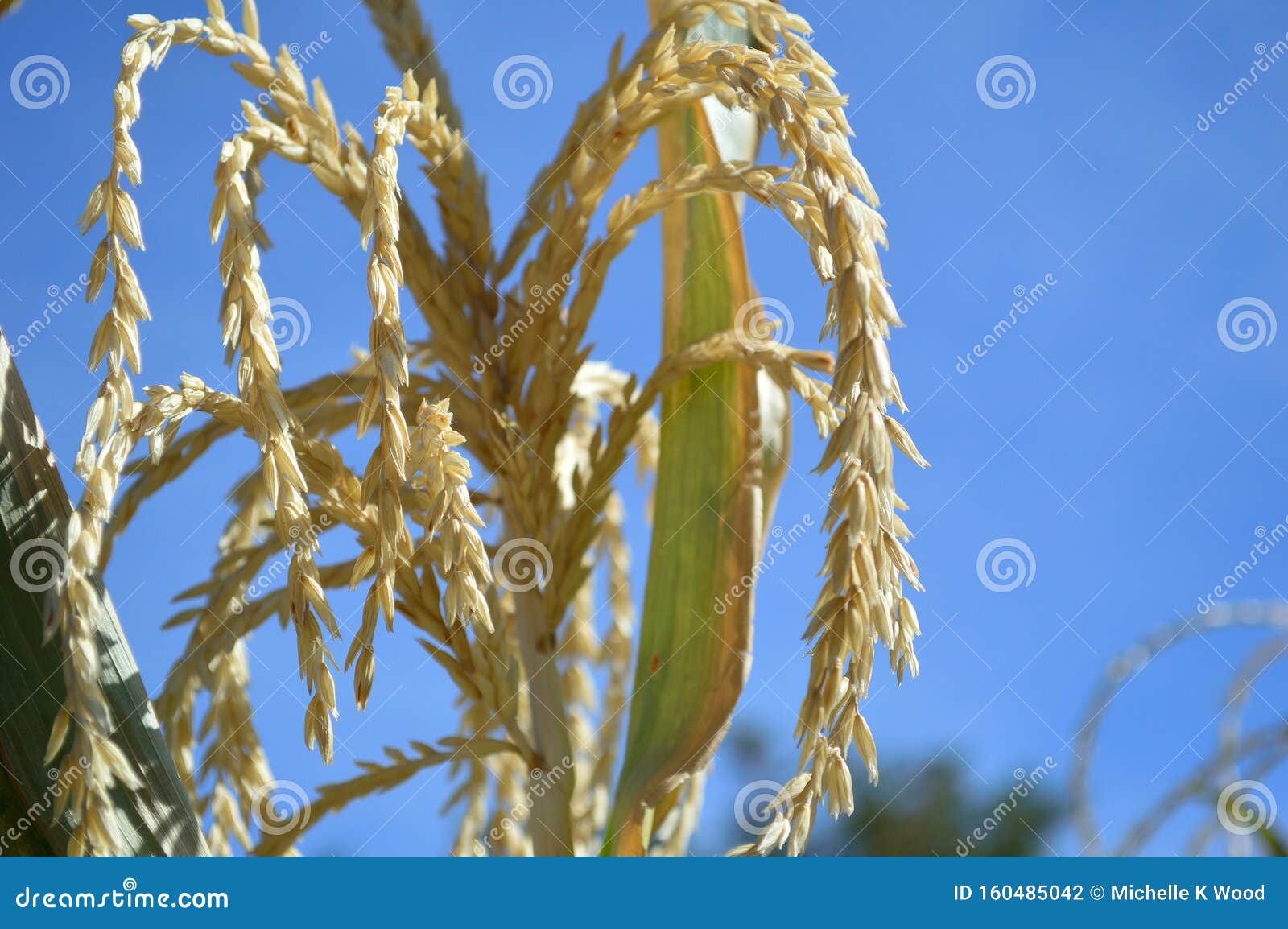 Dried Corn Tassel stock foto. Image of oktober, land - 160485042