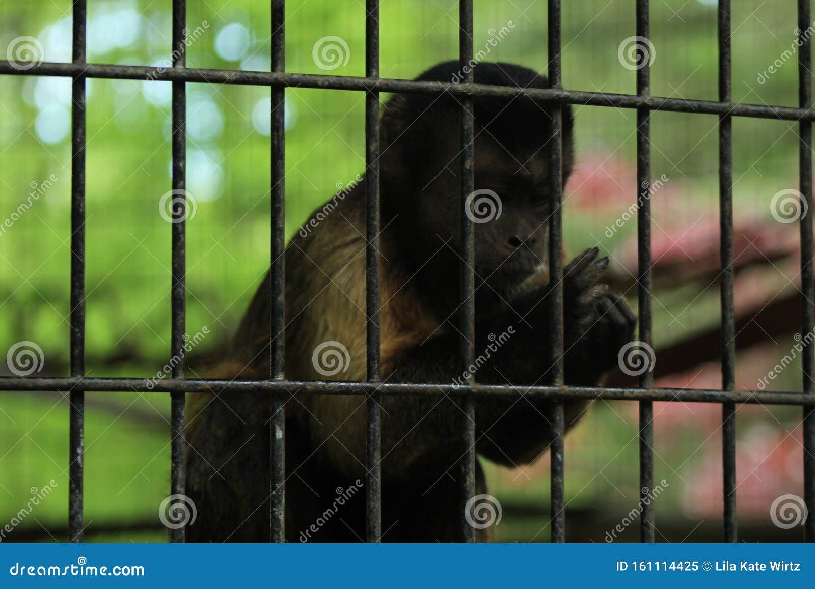 Monkey Praying before he Eats 库存图片 - 图片 包括有 幼虫, 河马: 161114425