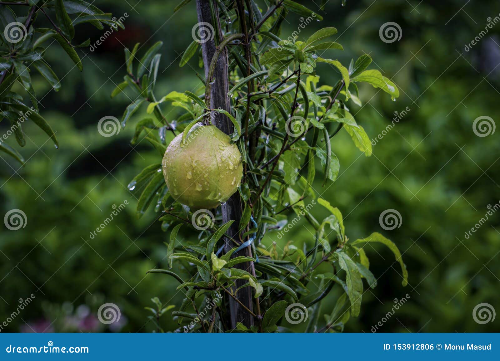 Ripe Pomegranate Fruit and Trunk of the Tree/Dalim Fal 库存照片 - 图片 包括有 关闭 ...
