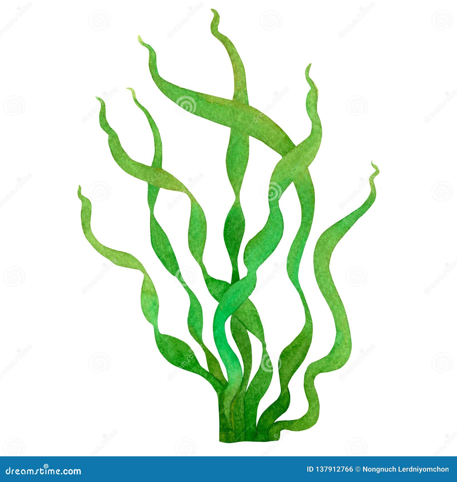 Alghe Verdi, Alghe Dell'oceano, Elementi Dipinti a Mano Di Acquerello ...