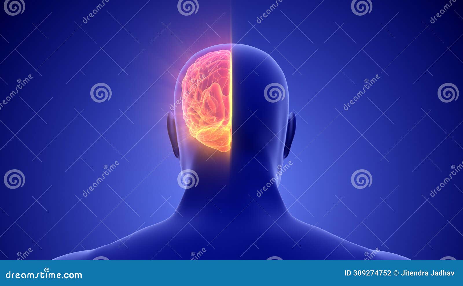 Medical Animation of the Human Half Brain Stock Illustration ...