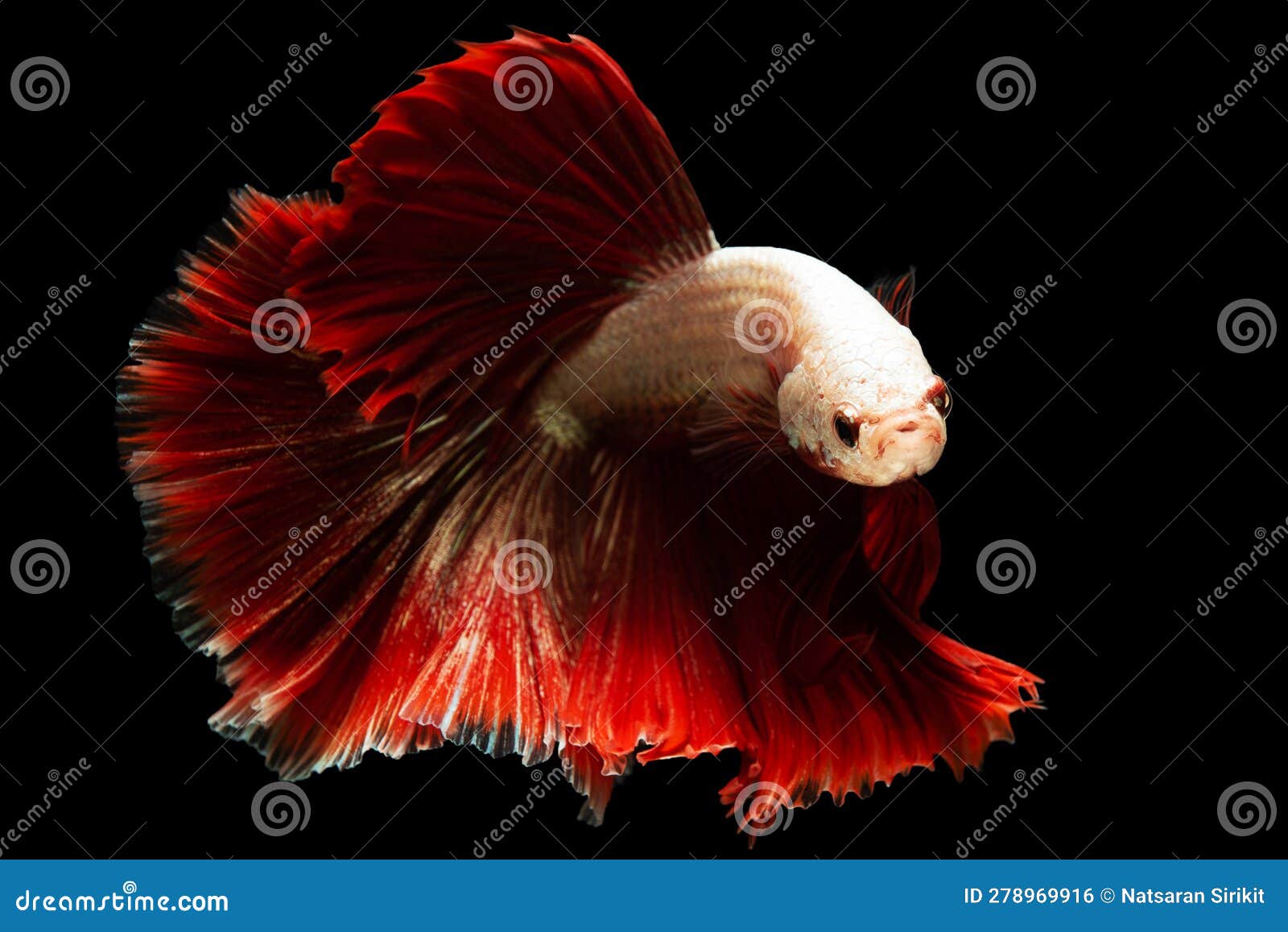 With Each Movement the Red Tailed Betta S Tail Flutters Like a Delicate ...