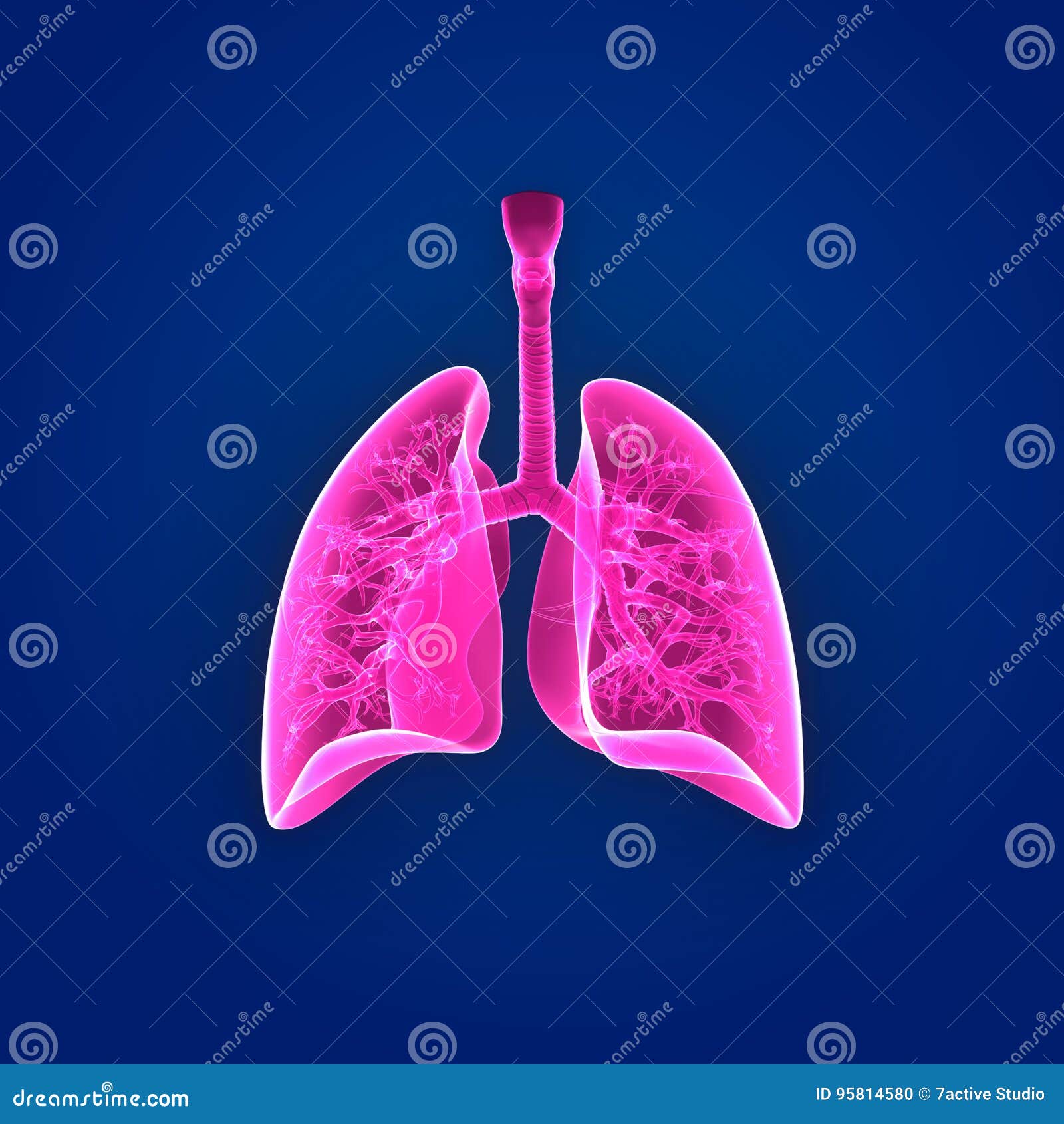 Human Lungs Posterior View stock illustration. Illustration of nerves ...