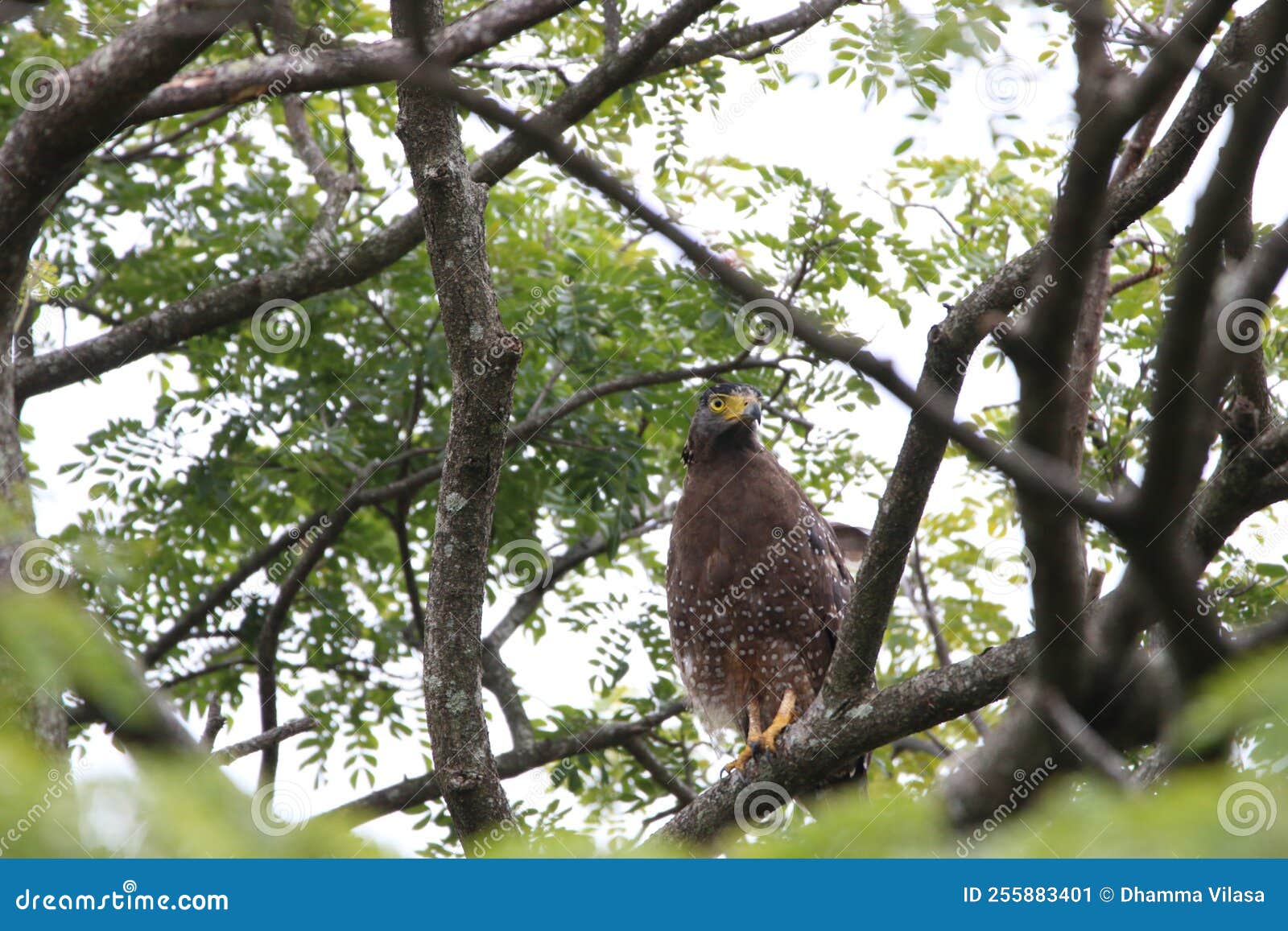 An eagle watch stock image. Image of birdswatching, wildlife - 255883401