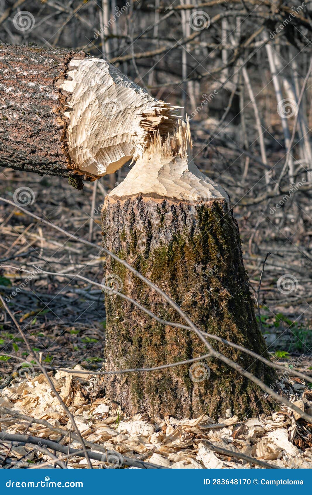 An Eager Beaver Worked Overnight To Chop Down this Tree Bit Off Bring ...