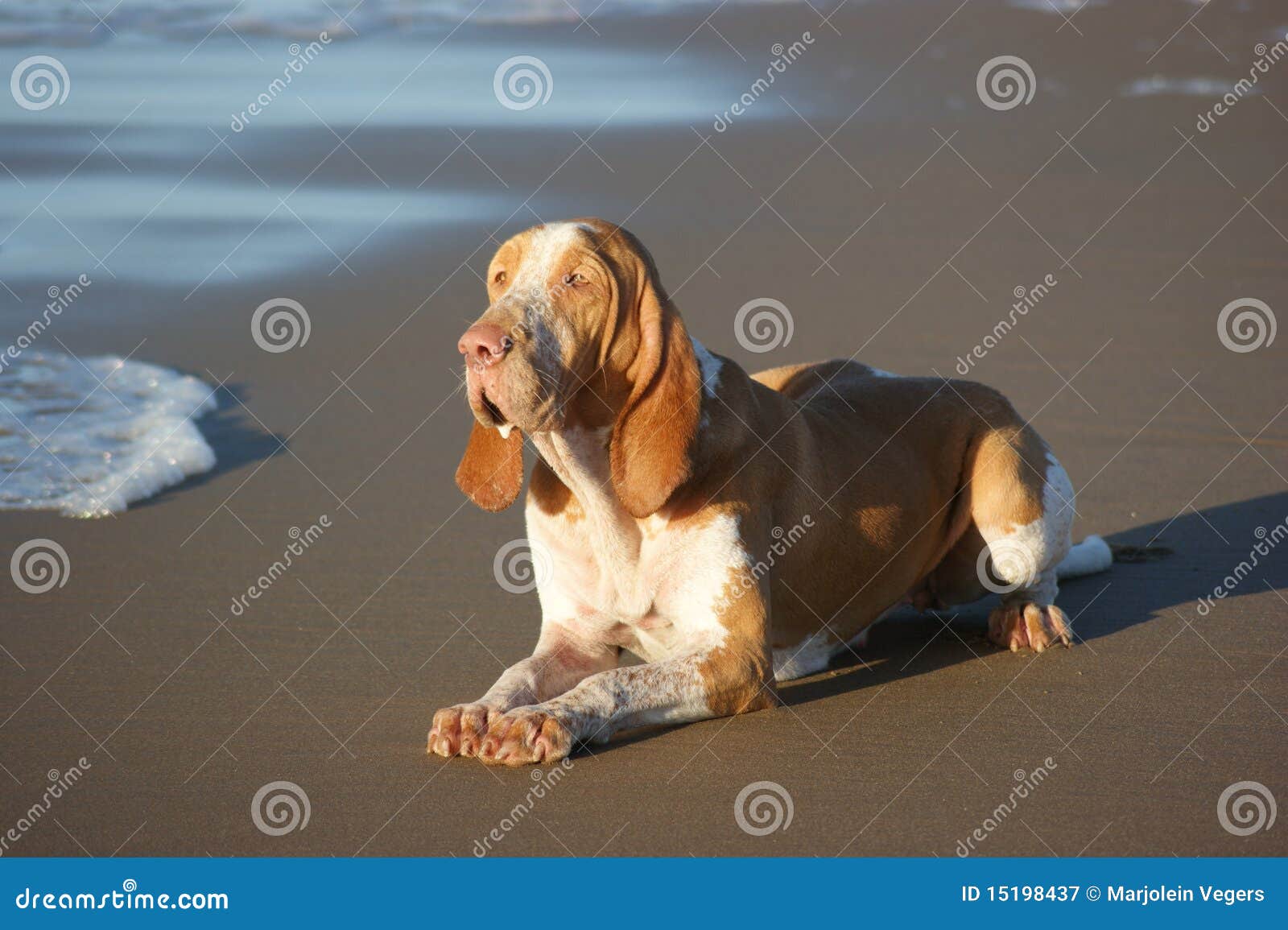 Eager dog stock image. Image of brown, alert, eager, white - 15198437