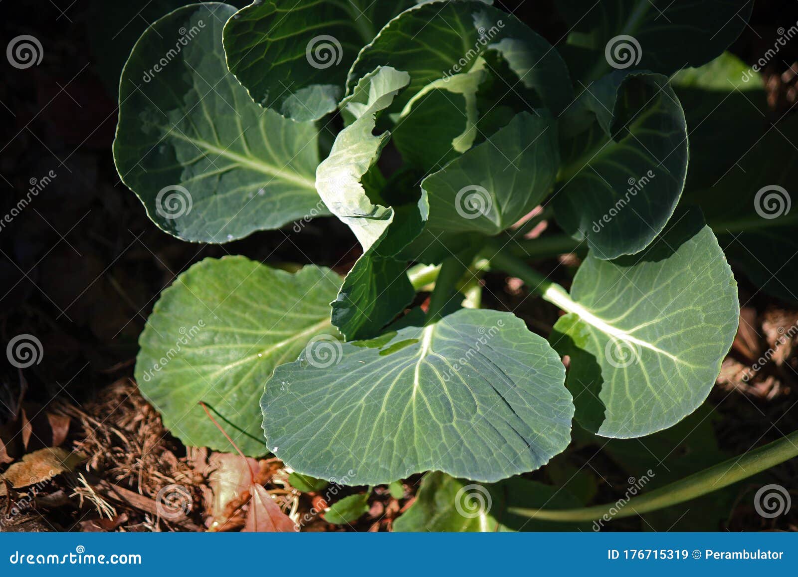 EAGER YOUNG CABBAGE PLANT FORMING CUPPED SHAPE Stock Image - Image of ...