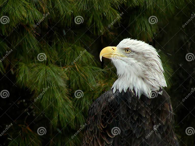 Eagle stock photo. Image of dignity, hooked, nature, american - 104660