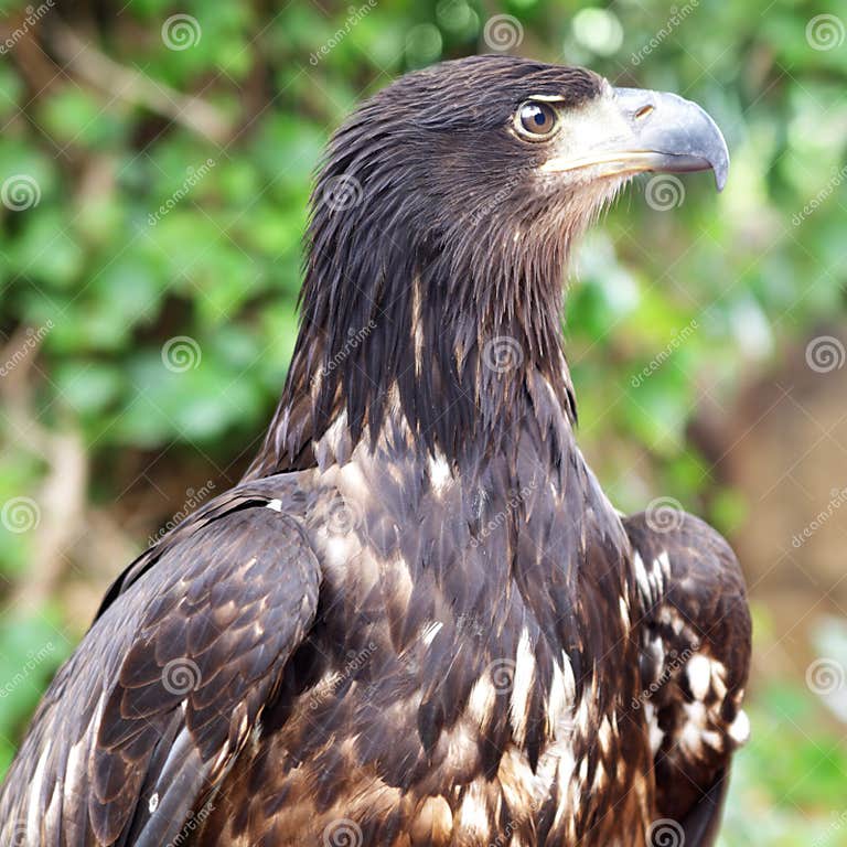 Eagle stock image. Image of wings, portrait, close, feathers - 19432825
