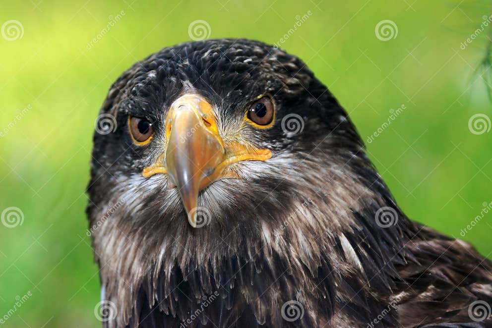Eagle stock photo. Image of bird, majestic, freedom, eyes - 21055738