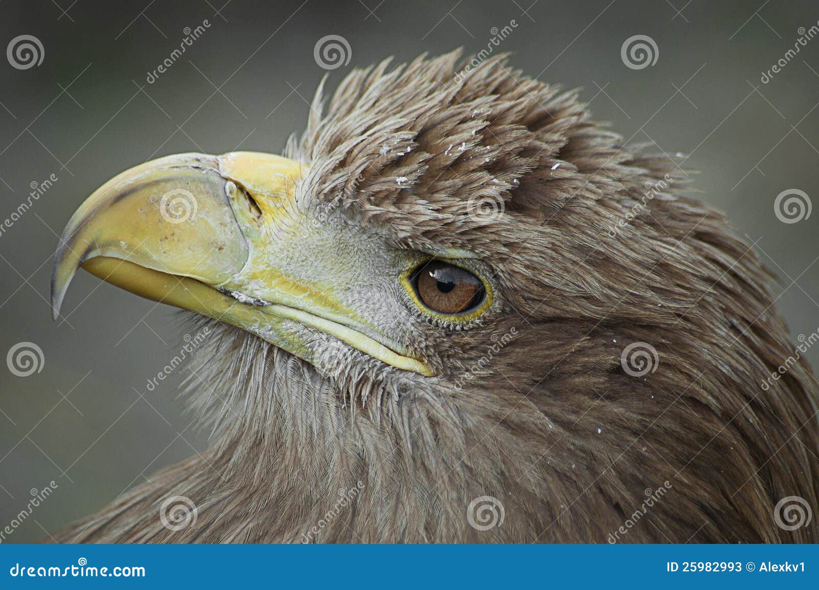 Scary Eagle Standing At The Globe Of Some Of The Roof At Saint Nicholas ...