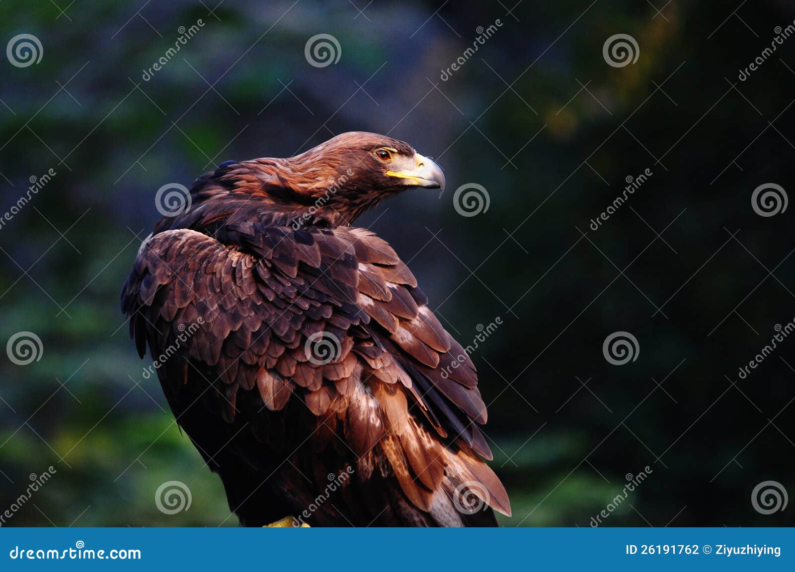 Eagle stock photo. Image of portrait, head, beak, patriotic - 26191762