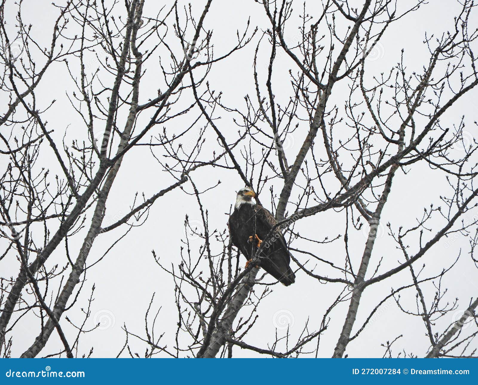 Alert Predator Eagle Sits in a Tree in FingerLakes Stock Photo - Image ...