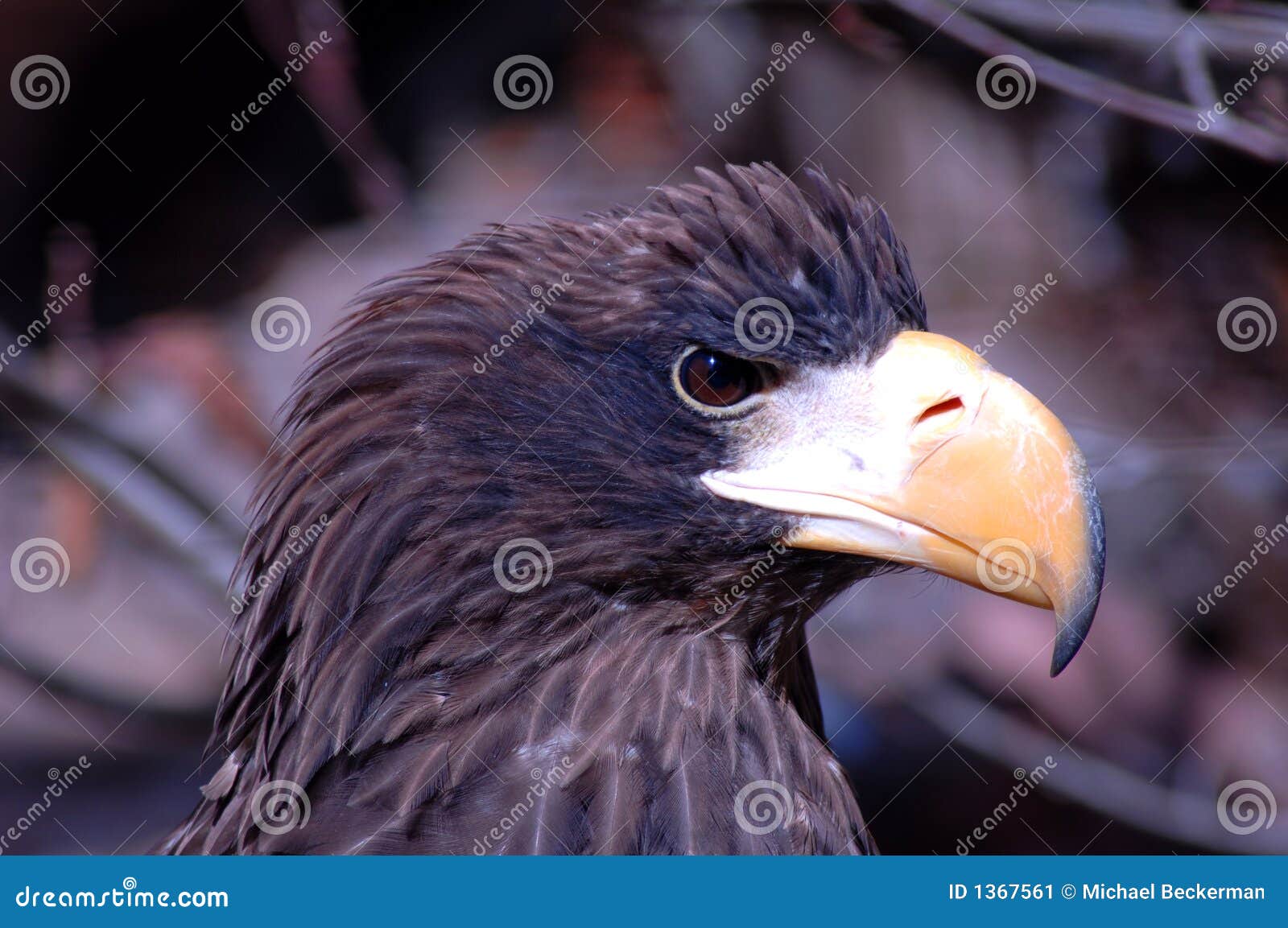 Eagle 4 stock image. Image of determination, talent, eagle - 1367561