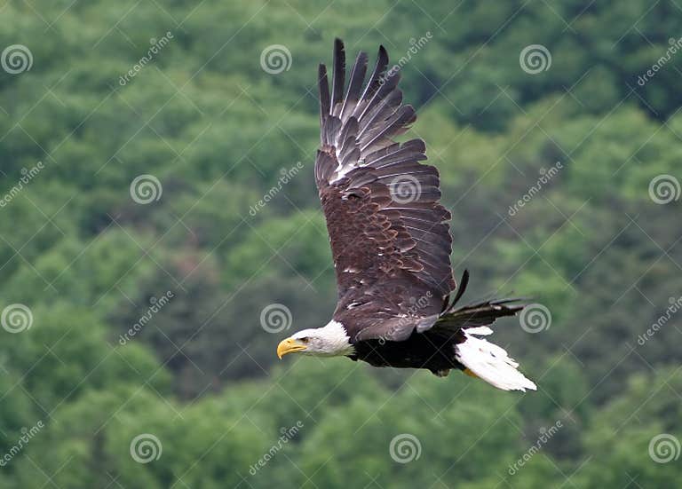Eagle stock photo. Image of tailed, animal, forrest, prey - 5313722