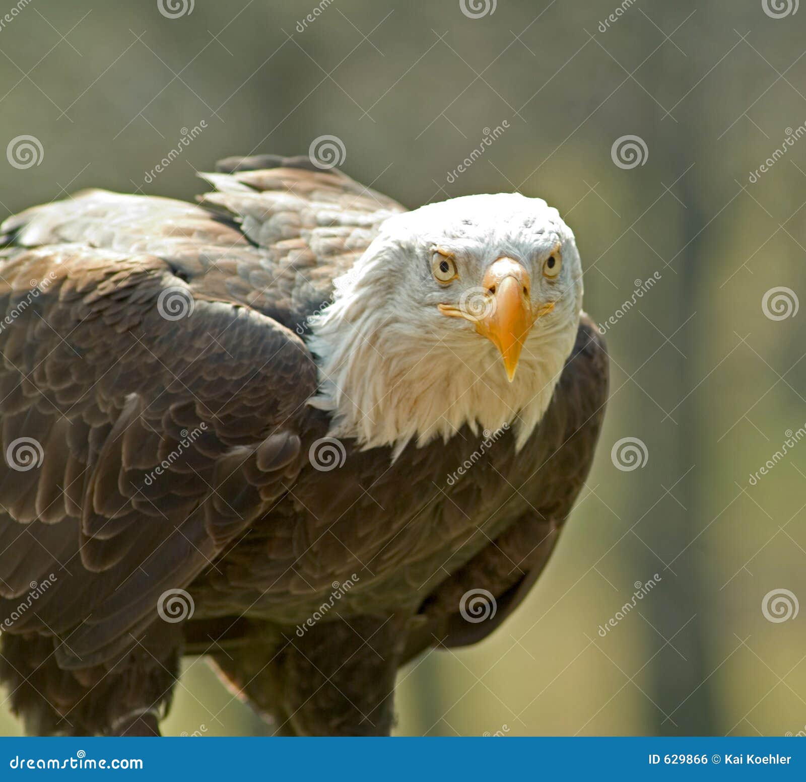 Eagle stock photo. Image of attack, sharp, head, nature - 629866