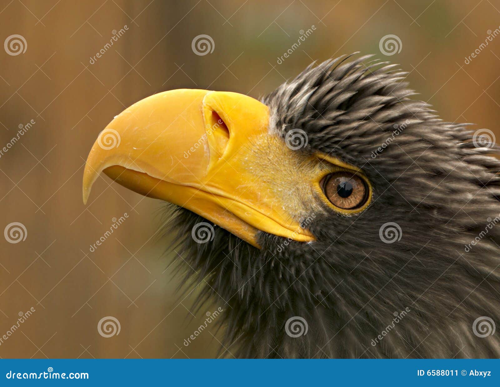 Eagle stock image. Image of feathers, ears, hawk, amber - 6588011