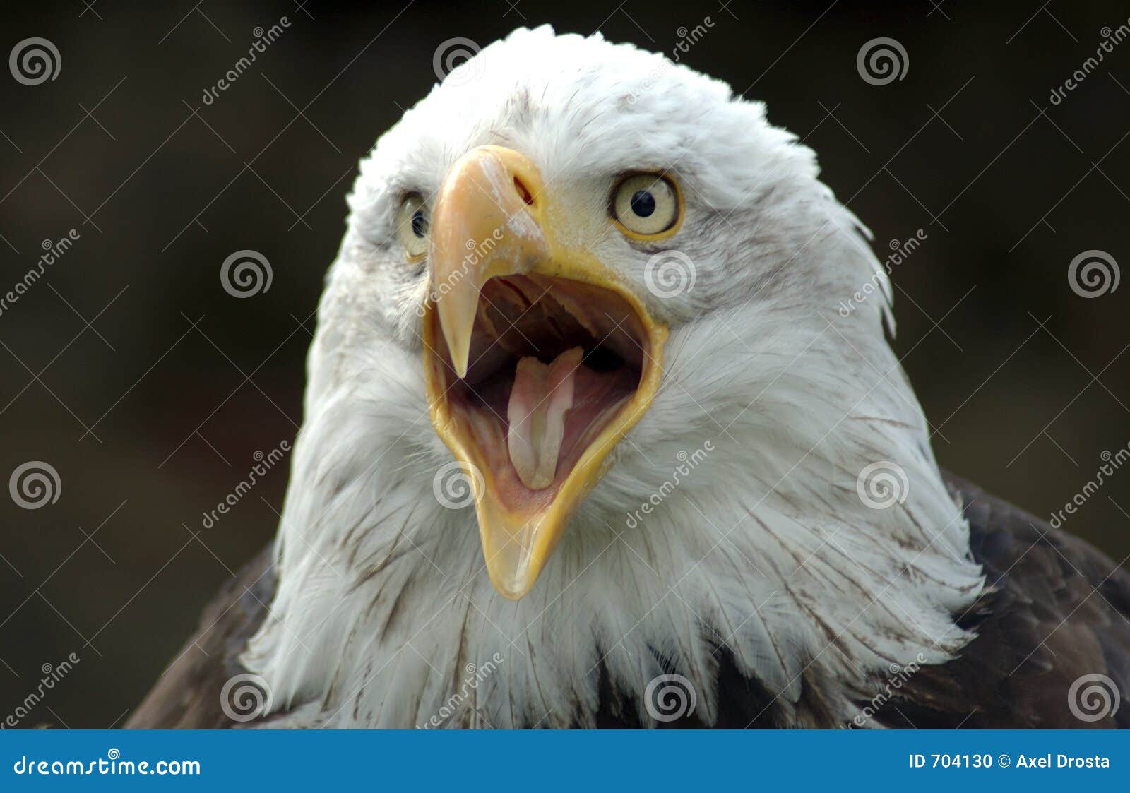 Eagle stock photo. Image of eyes, eagle, sharp, excited - 704130