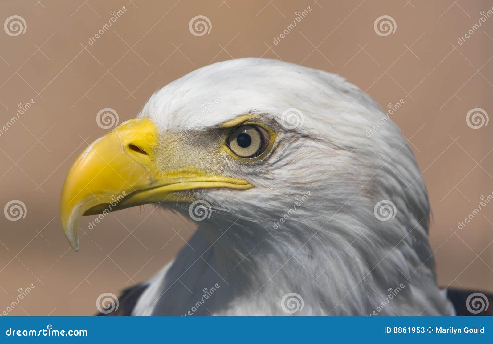Eagle stock image. Image of white, beak, raptor, eagle - 8861953