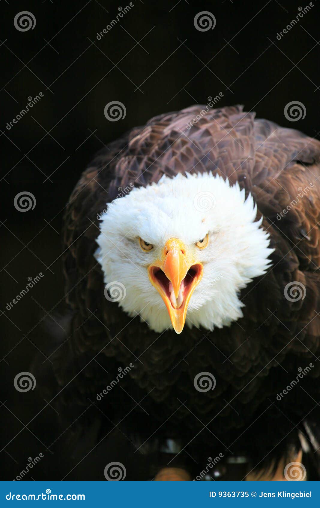 Eagle stock image. Image of griffin, beak, greifvogel - 9363735
