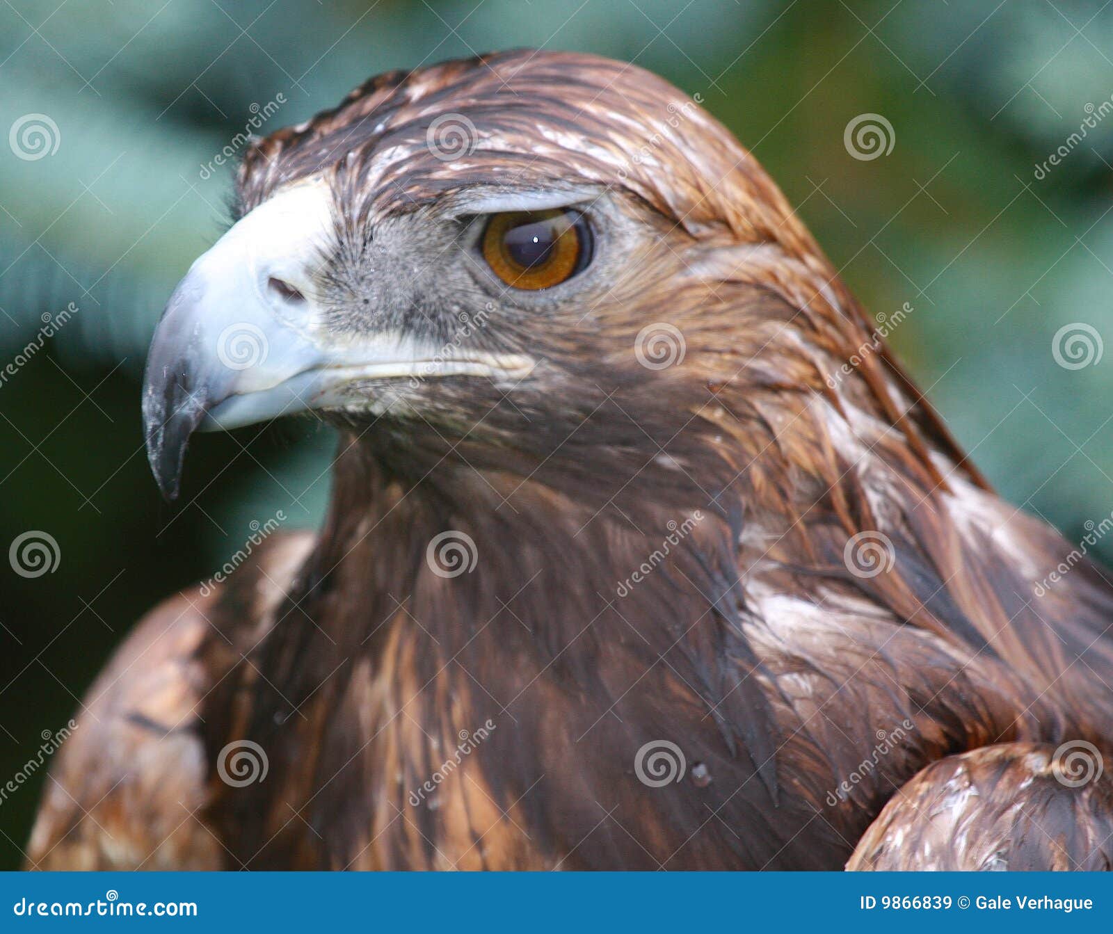 Eagle stock image. Image of strength, power, golden, strong - 9866839