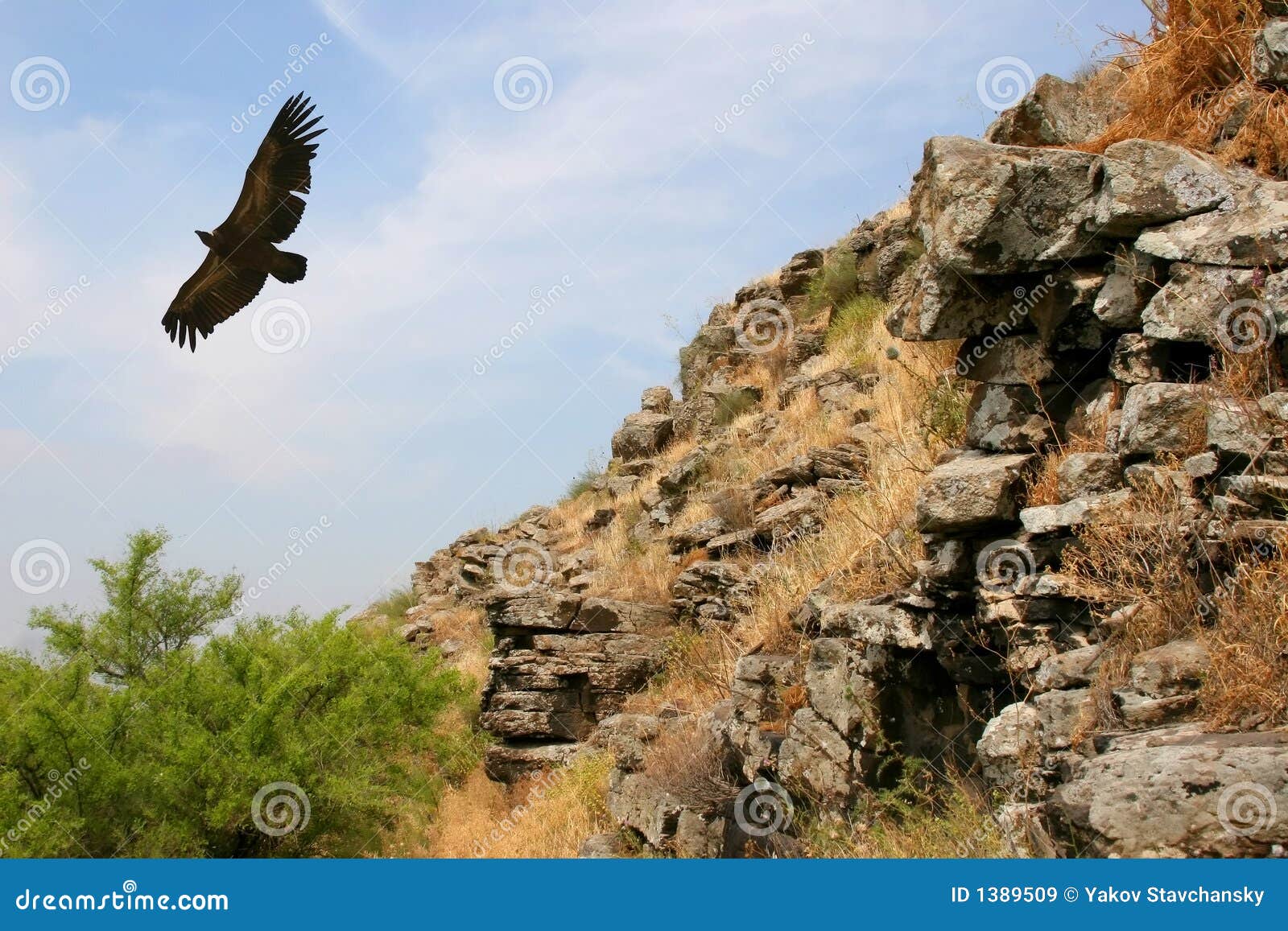 Eagle above the valley-2 stock image. Image of caucasus - 1389509