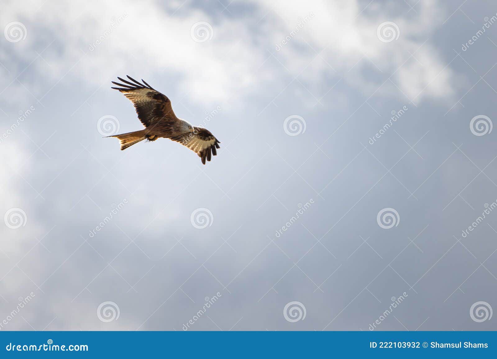 Eagle on action stock photo. Image of gull, field, eagle - 222103932