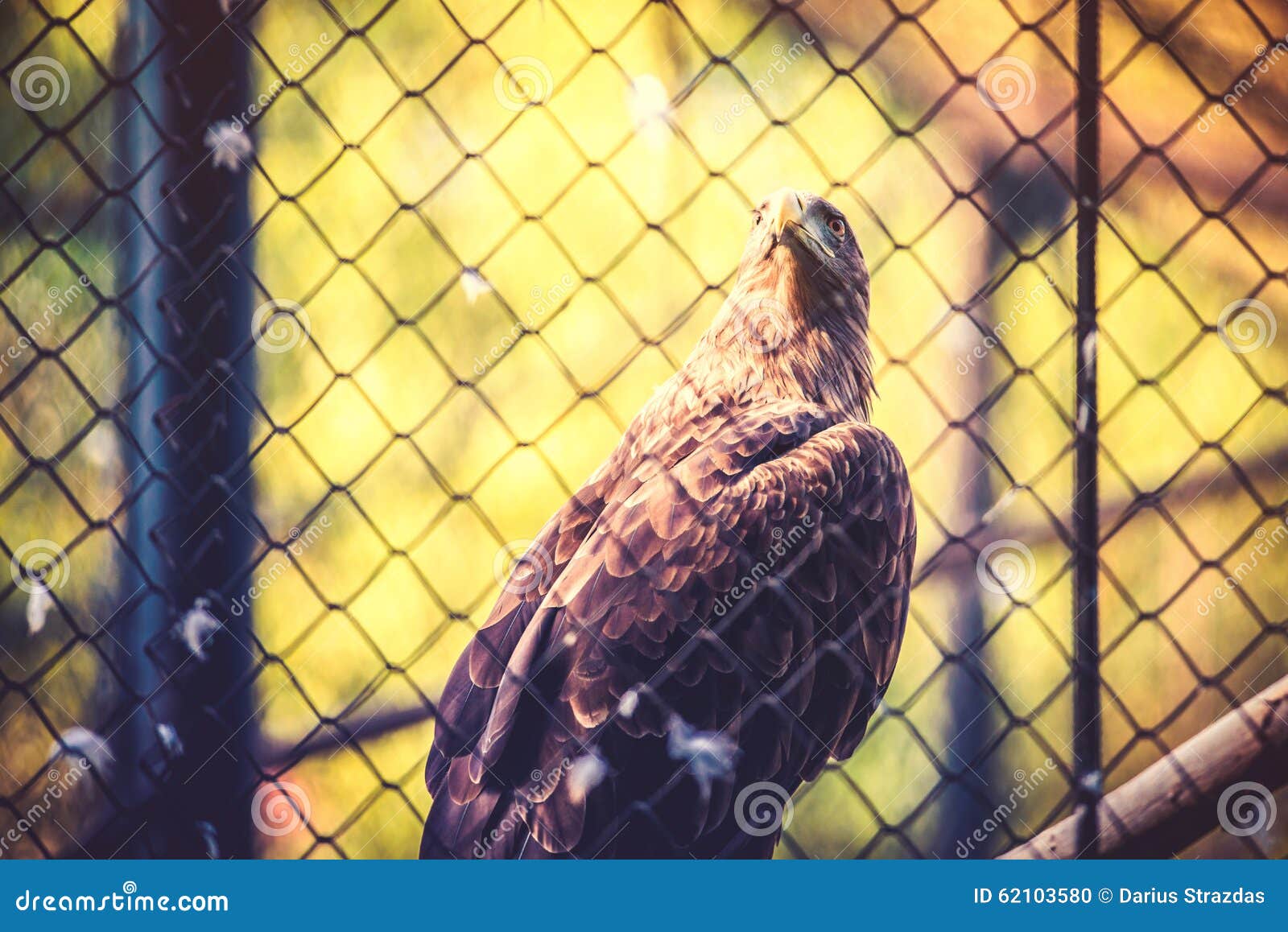 Eagle stock photo. Image of cage, chrysaetos, nature - 62103580