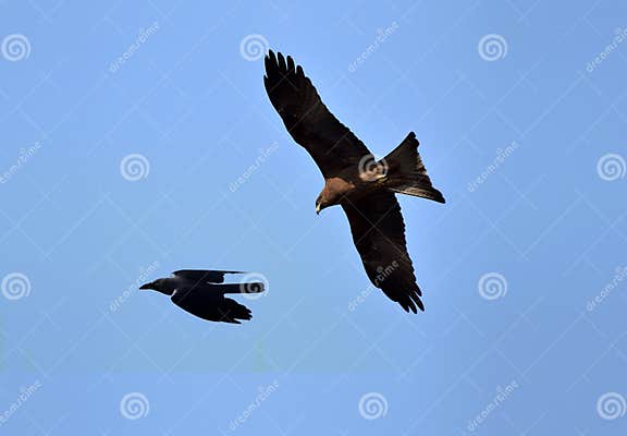 Eagle attacking a crow stock image. Image of wildlife - 246357133