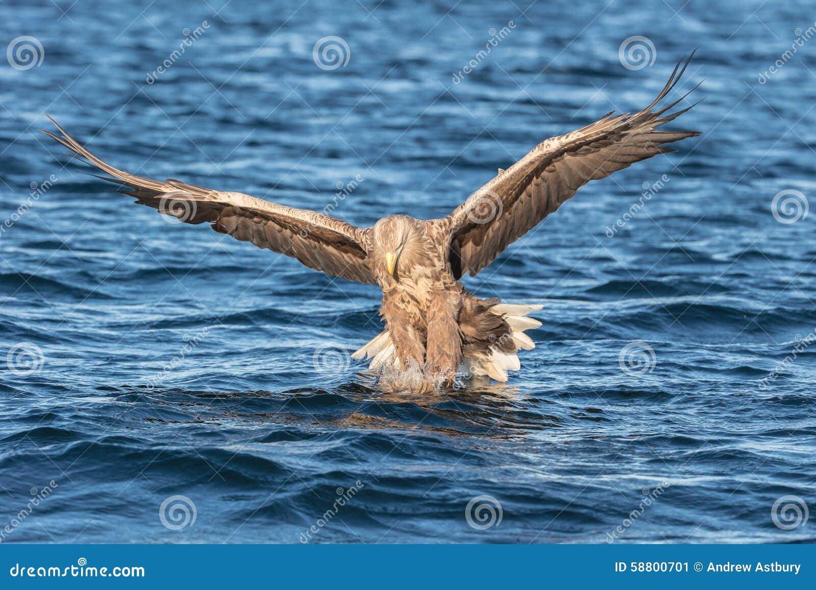 Eagle attacking prey - 4 stock image. Image of flight - 58800701