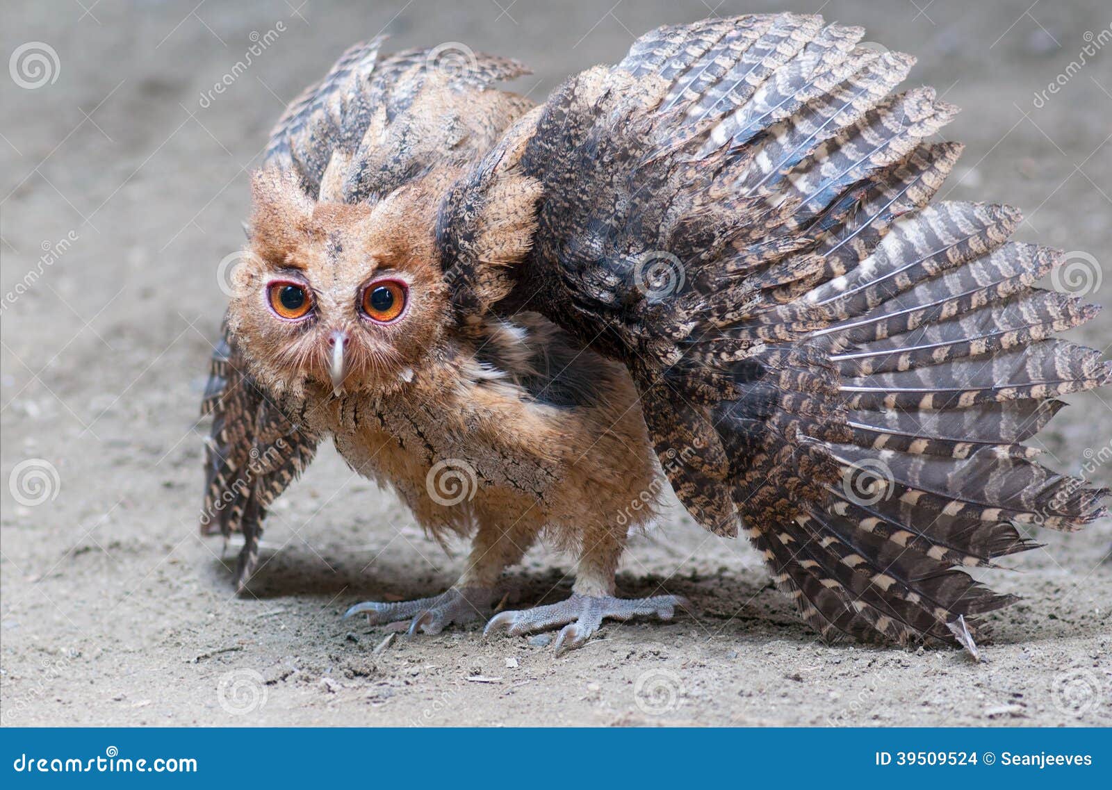 Eagle-búho filipino foto de archivo. Imagen de presa - 39509524