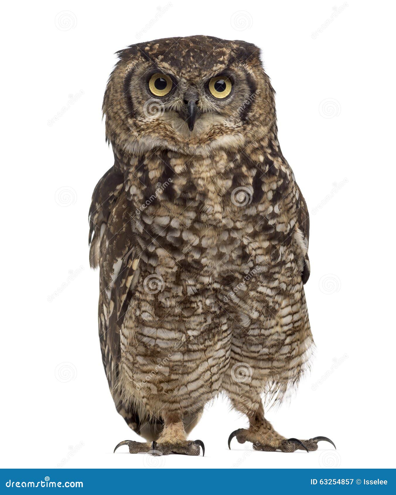 Eagle-búho Manchado - Africanus Del Bubón Imagen de archivo - Imagen de ...