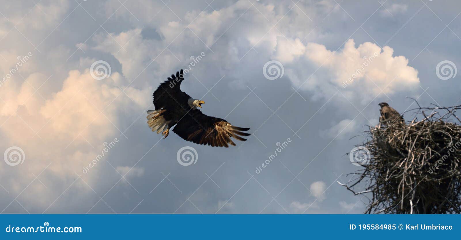 Bald Eagle Flying in Nature during Summer Stock Image - Image of cute ...