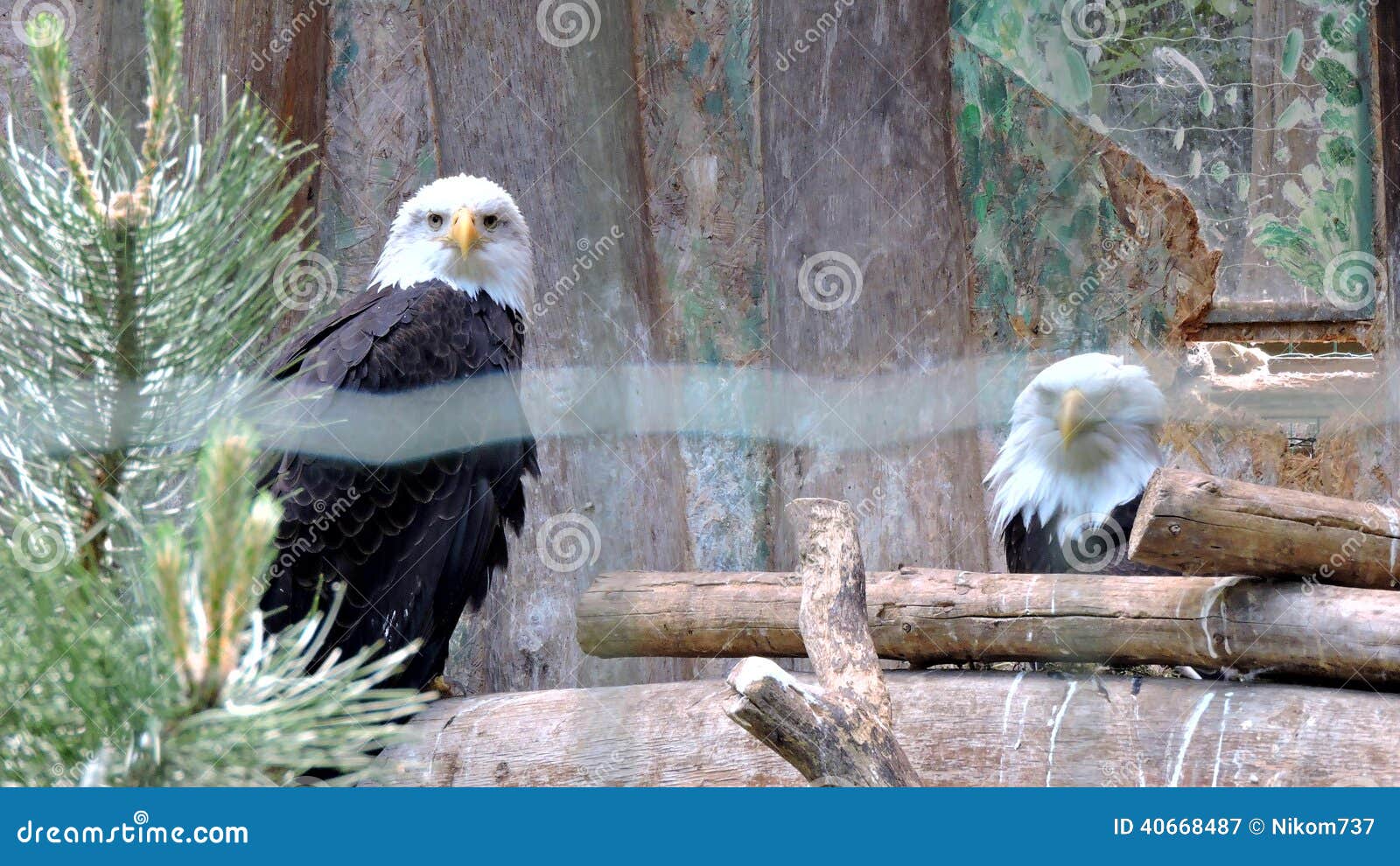 Eagle. stock image. Image of beauty, white, summer, eagle - 40668487