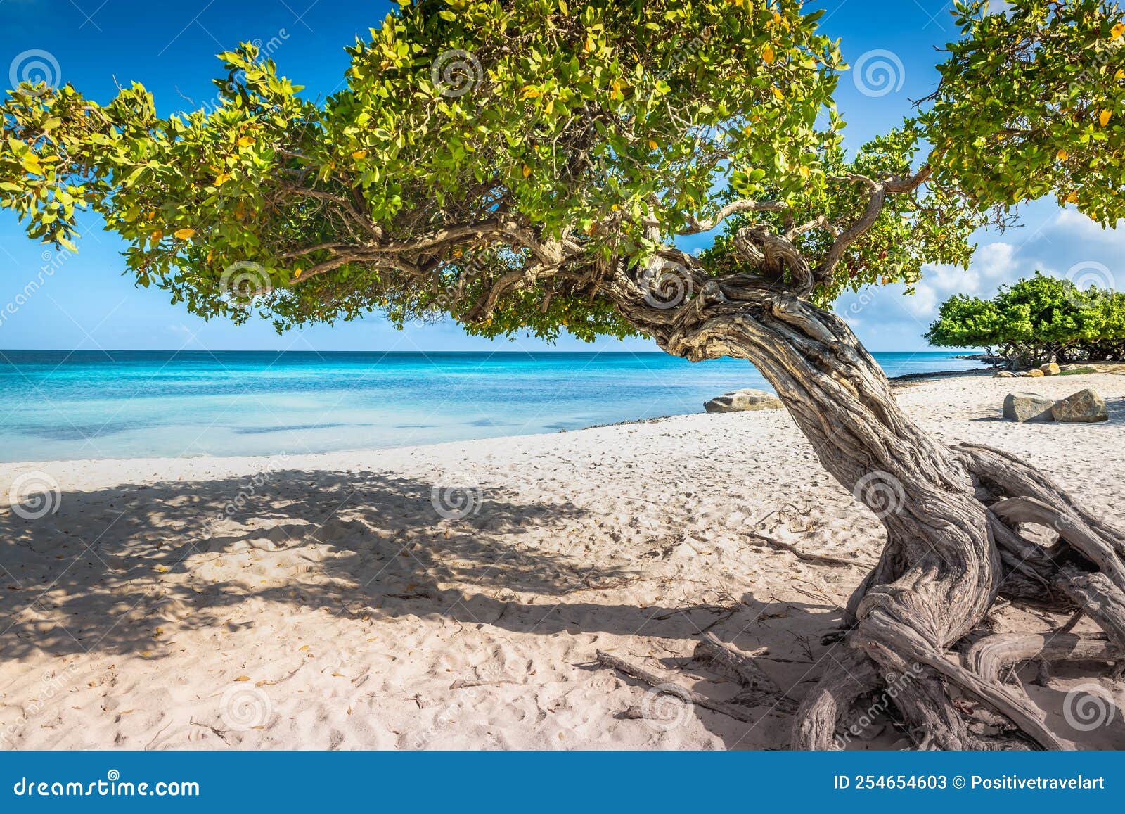 Eagle Beach with Divi Divi Tree on Aruba Island, Dutch Antilles Stock ...
