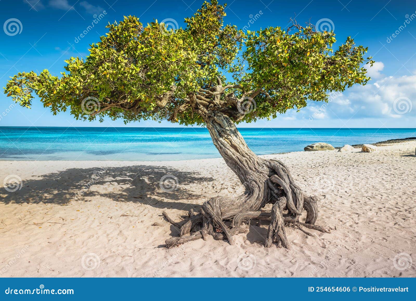 Eagle Beach with Divi Divi Tree on Aruba Island, Dutch Antilles Stock ...