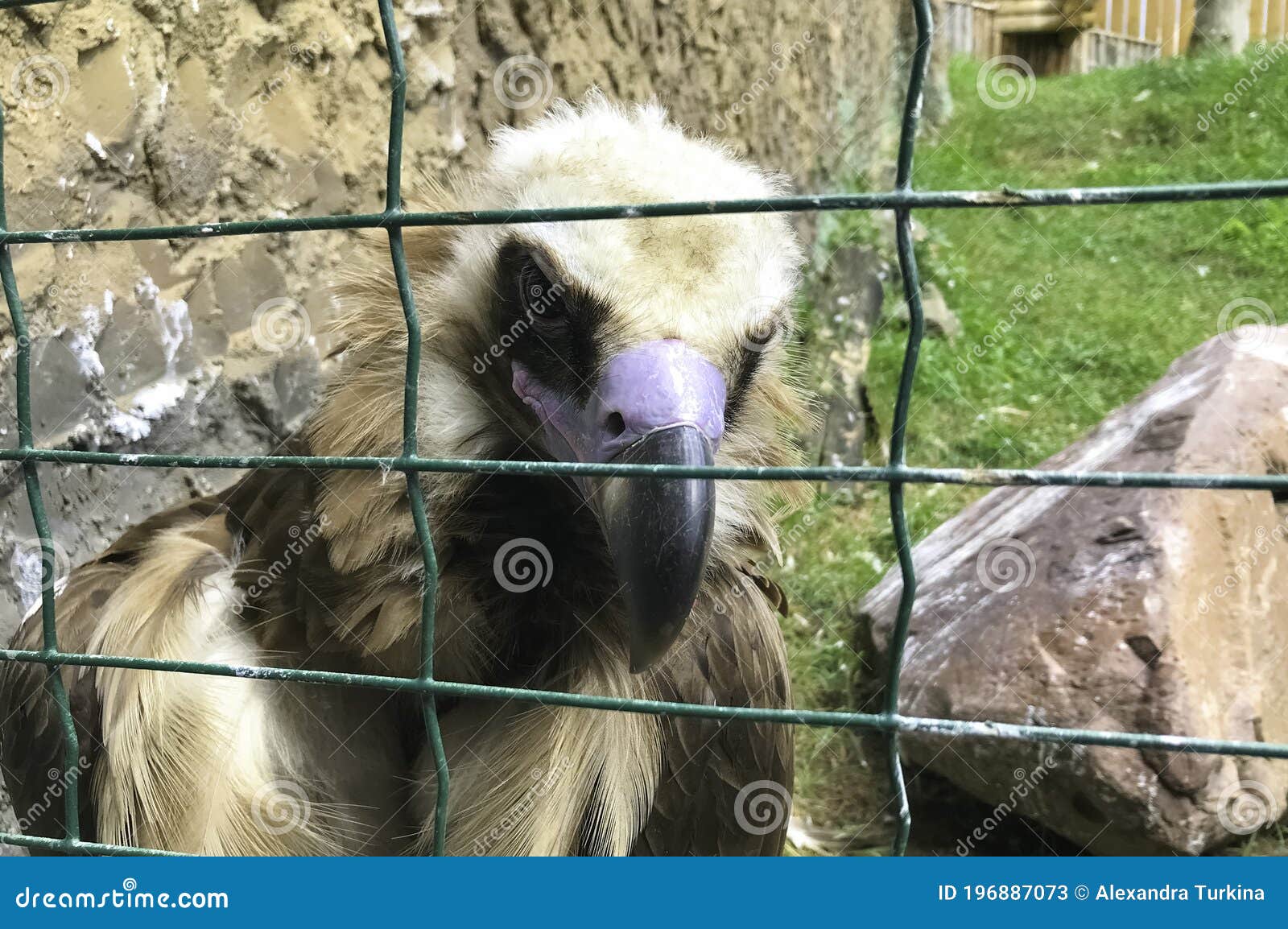 An Eagle Behind a Metal Cage in a Zoo. a Bird of Prey in Captivity ...