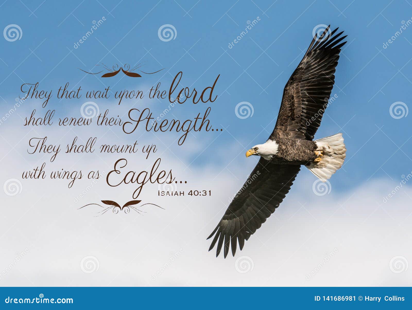 Eagle Bible Verse calvo imagen de archivo. Imagen de atontado - 141686981